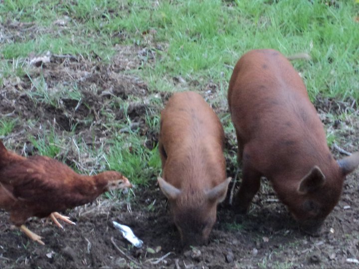 Rototillers… | Tomcova Farm