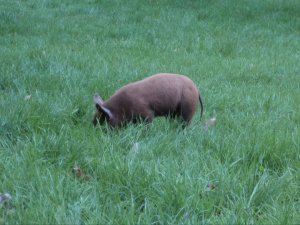 Rototillers… | Tomcova Farm